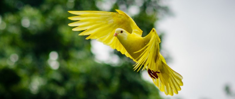 Bird Watching For Beginners: 11 Tips to Get Started - Optics Mag