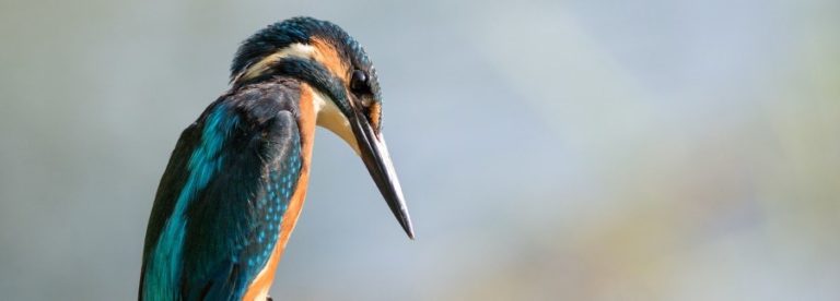 Top 20 Best Birding Blogs of 2025 That You Should Follow