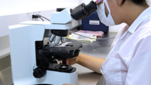 Light vs Electron Microscope: What's the Difference? (with Pictures ...