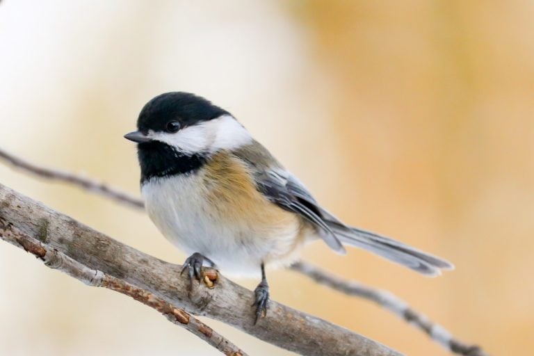 What Is Maine’s State Bird? How Was It Decided? - Optics Mag