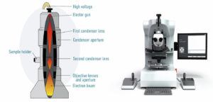 Light vs Electron Microscope: What's the Difference? (With Pictures ...