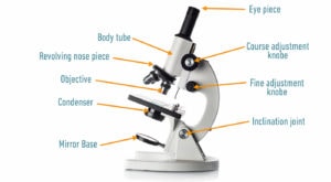 How to Use a Microscope: Beginner’s Guide (Easy Steps) - Optics Mag