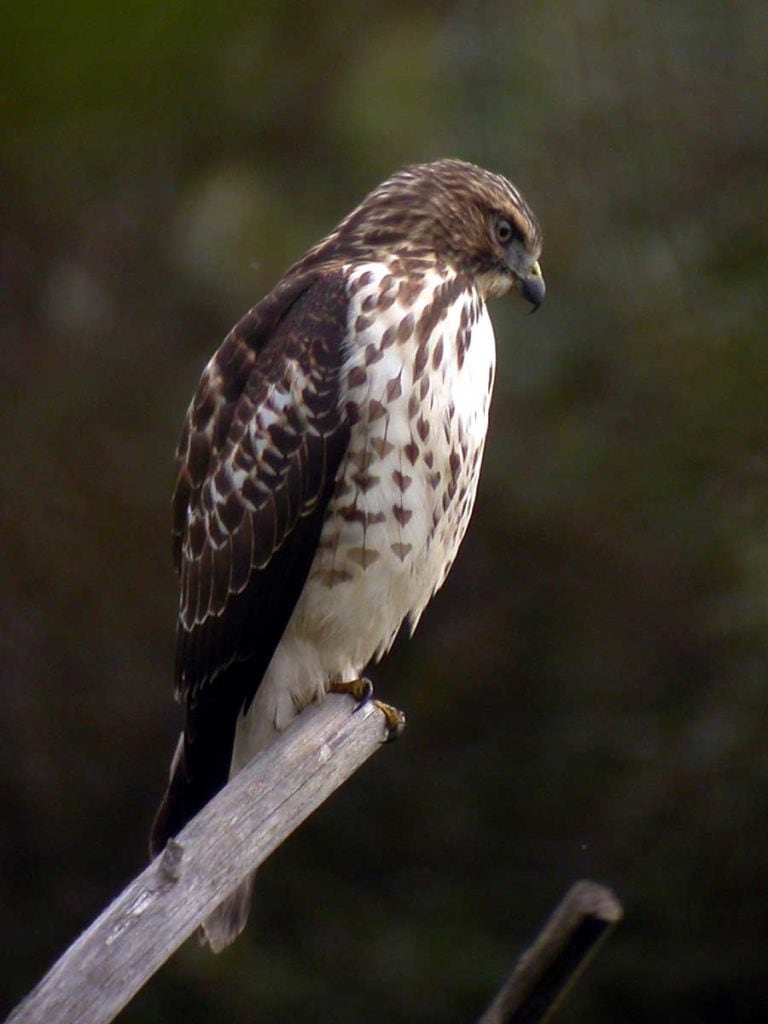 Top 15 Types of Hawks in the United States (with Pictures) - Optics Mag