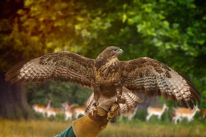 15 Species of Hawks in Arizona (with Pictures & Info) - Optics Mag