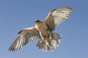 Falcon vs. Eagle: What’s the Difference? (With Pictures) - Optics Mag