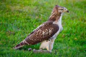 Male vs. Female Red-tailed Hawks: Spotting the Differences - Optics Mag