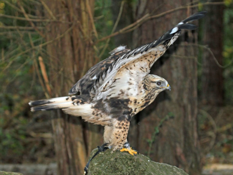 Top 15 Types of Hawks in the United States (with Pictures) - Optics Mag