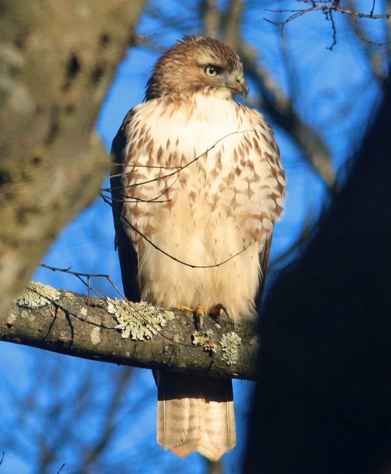 Top 15 Types of Hawks in the United States (with Pictures) - Optics Mag