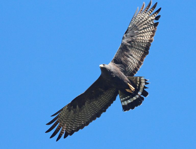 15 Species of Hawks in Arizona (with Pictures & Info) - Optics Mag