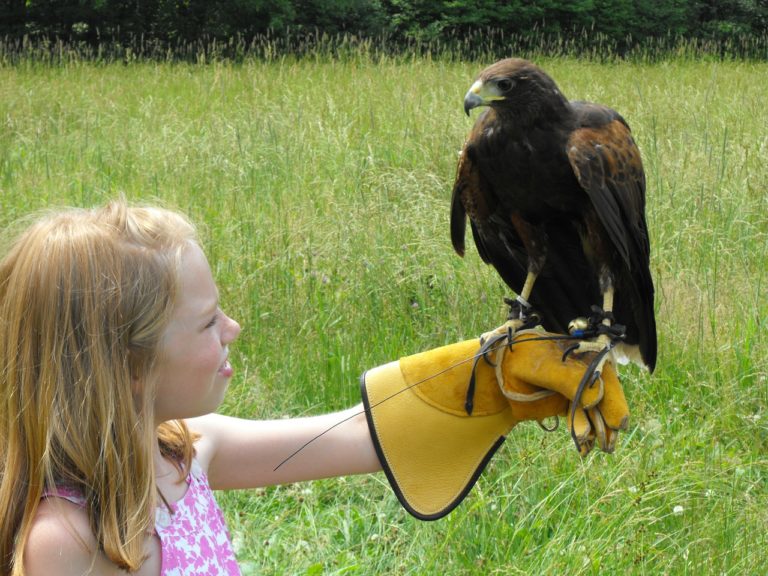 Falcon vs. Hawk: The Differences (With Pictures) - Optics Mag