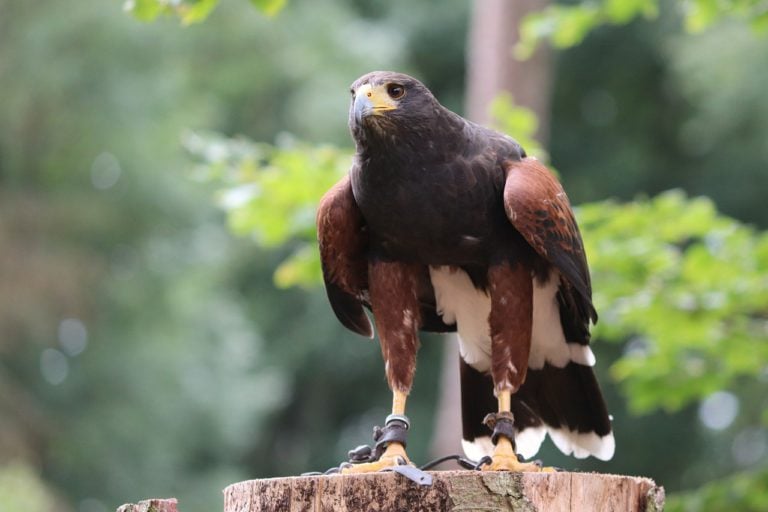 20 Interesting & Fun Harris Hawk Facts You Never Knew - Optics Mag