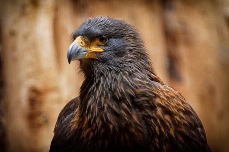 10 Types of Birds of Prey (With Pictures) - Optics Mag