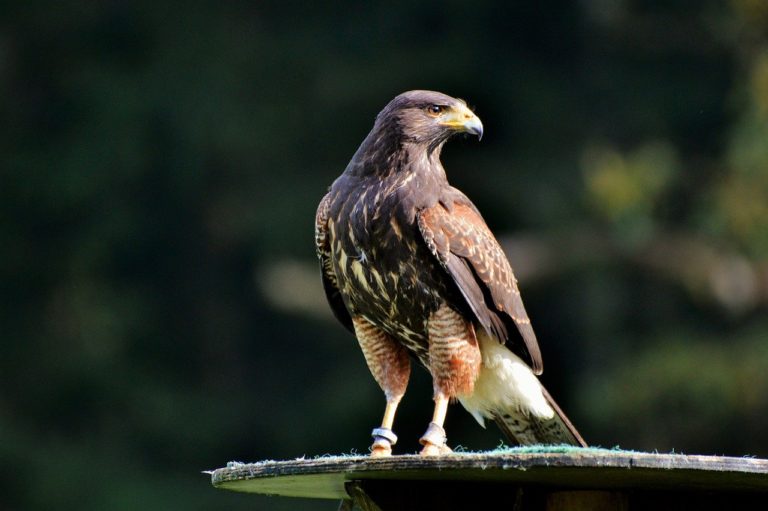 Falcon vs. Eagle: What’s the Difference? (With Pictures) - Optics Mag