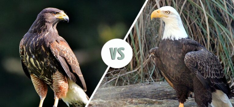 Falcon vs. Eagle: What’s the Difference? (With Pictures) - Optics Mag