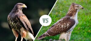 Falcon vs. Hawk: The Differences (With Pictures) - Optics Mag