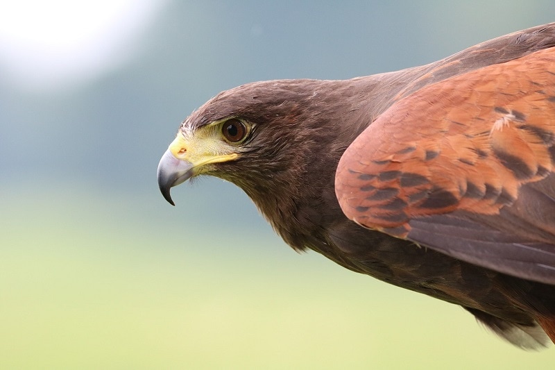 20 Interesting & Fun Harris Hawk Facts You Never Knew - Optics Mag