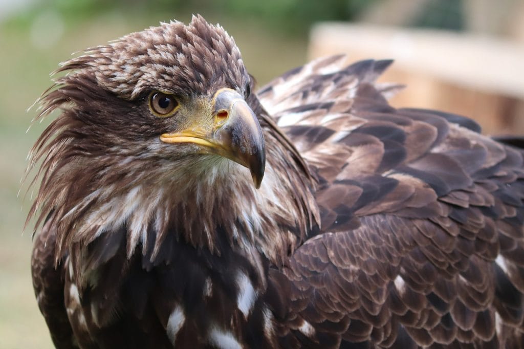 Falcon vs. Eagle: What’s the Difference? (With Pictures) - Optics Mag