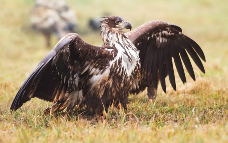 4 Types of Eagles in Florida (Species Info With Pictures) - Optics Mag