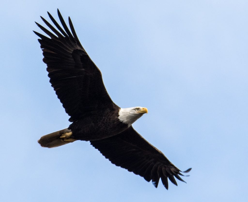 4 Types of Eagle Species in the US (with Pictures) - Optics Mag