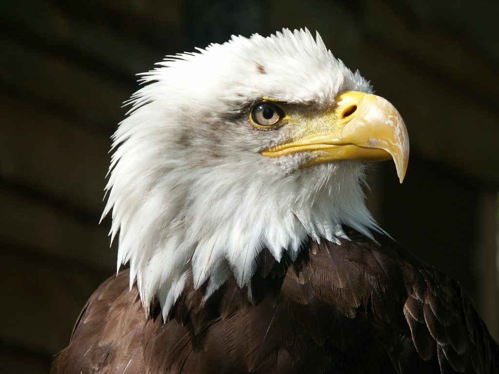 Falcon vs. Eagle: What’s the Difference? (With Pictures) - Optics Mag