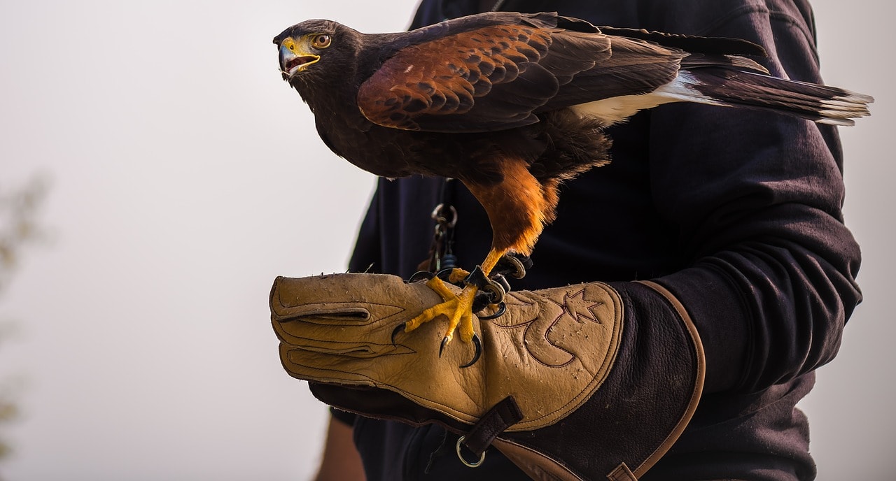 Falcon Vs Eagle Whats The Difference With Pictures Optics Mag 2602