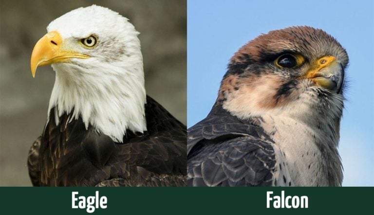 Falcon vs. Eagle: What’s the Difference? (With Pictures) - Optics Mag