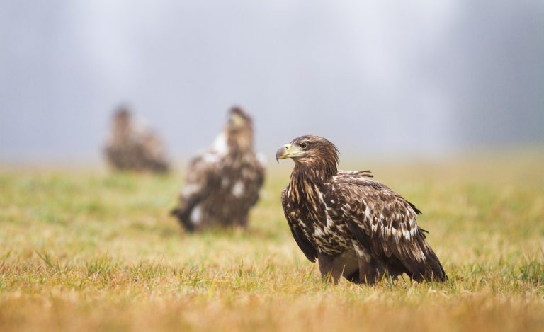 Falcon vs. Eagle: What’s the Difference? (With Pictures) - Optics Mag