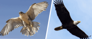 Falcon vs. Eagle: What’s the Difference? (With Pictures) - Optics Mag