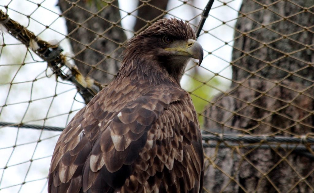 4 Types of Eagle Species in the US (with Pictures) - Optics Mag