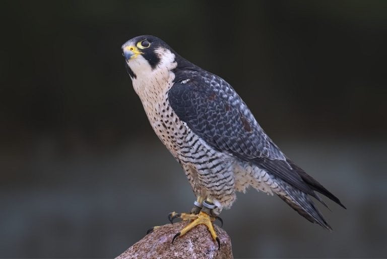 5 Types of Falcon Species in the United States (With Pictures) - Optics Mag