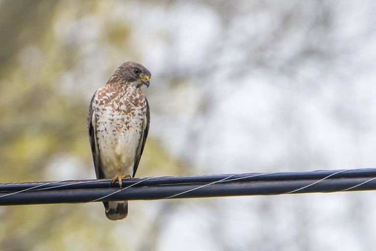 15 Species of Hawks in Arizona (with Pictures & Info) - Optics Mag