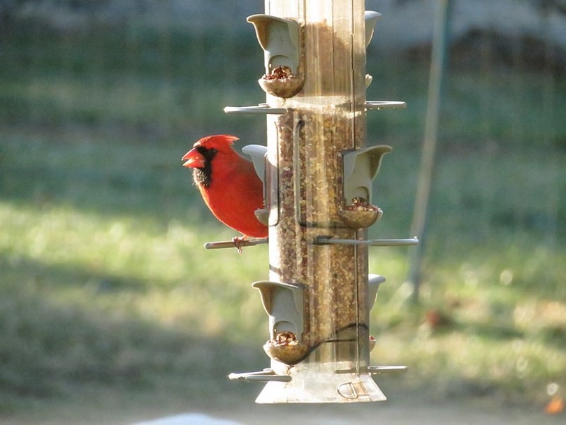 15 Proven Ways To Attract Cardinals To Your Yard & Feeders (Easy Guide ...