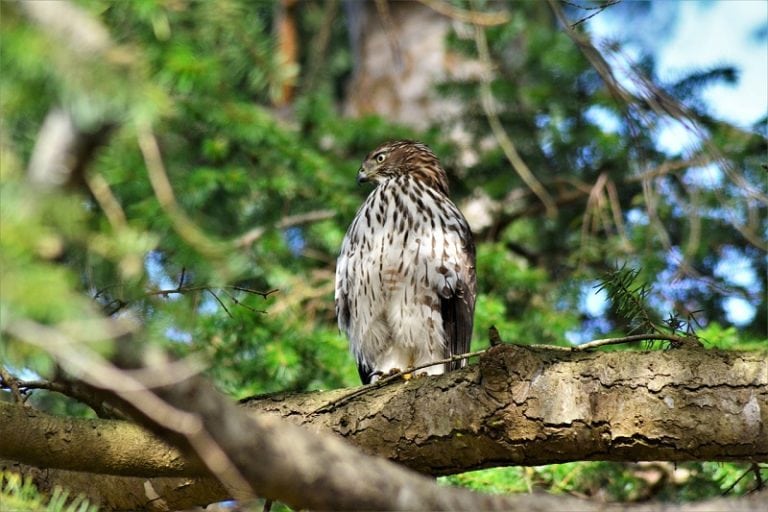 8 Species of Hawks in Michigan (With Pictures & Info) - Optics Mag