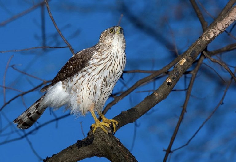 10 Species of Hawks in Colorado (With Pictures) - Optics Mag