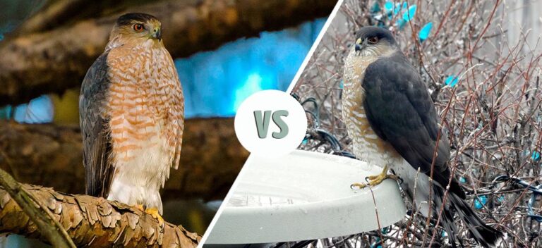 Cooper’s Hawks vs Sharp-Shinned Hawks: What’s the Difference? - Optics Mag