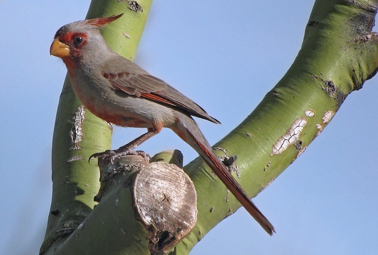 10 Species of Cardinal Birds in 2025 (With Pictures & Info) - Optics Mag
