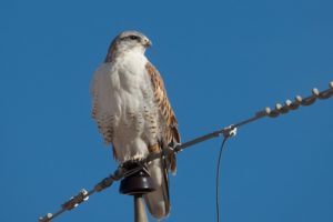 14 Species of Hawks in Texas (With Pictures & Info) - Optics Mag