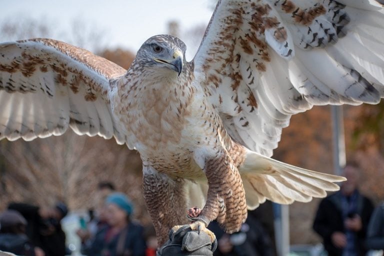 Hawk Wingspan: How Big It Is & How It Compares to Other Birds - Optics Mag