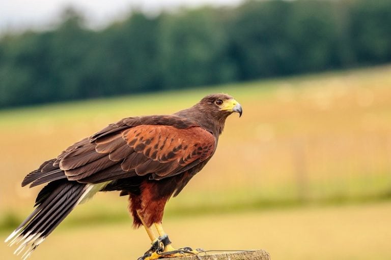 20 Interesting & Fun Harris Hawk Facts You Never Knew - Optics Mag