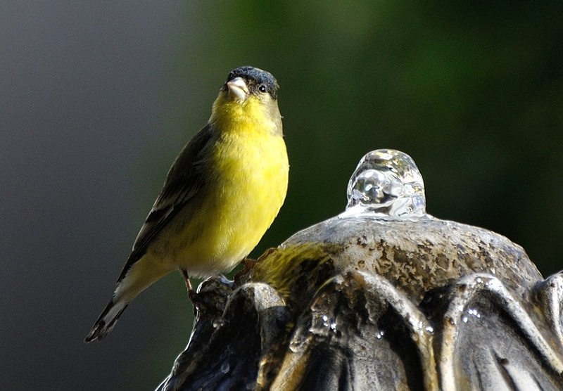 17 Finch Species Found in the United States (with Pictures) - Optics Mag