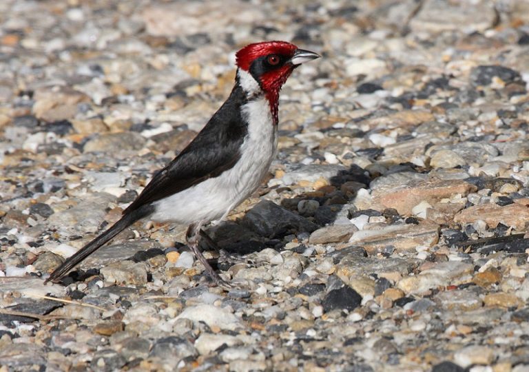 10 Species of Cardinal Birds in 2025 (With Pictures & Info) - Optics Mag
