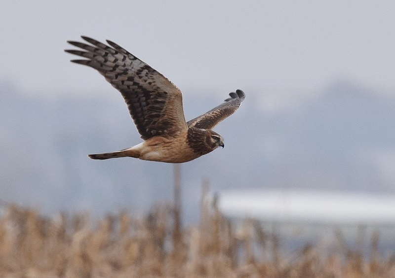 9 Species of Hawks in Ohio (With Pictures & Info) - Optics Mag