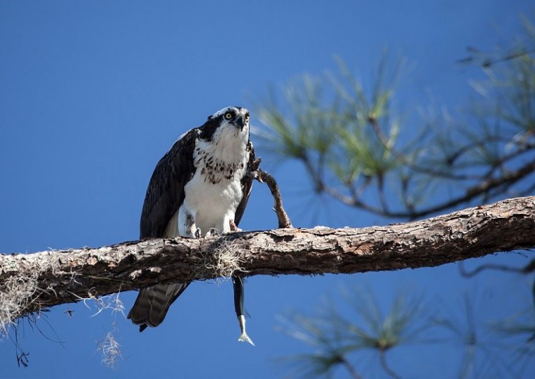 10 Species of Hawks in Colorado (With Pictures) - Optics Mag