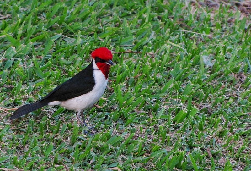 10 Species of Cardinal Birds in 2025 (With Pictures & Info) - Optics Mag