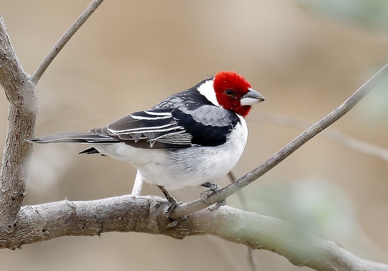 10 Species Of Cardinal Birds In 2022 With Pictures Info Optics Mag 10 Species Of Cardinal Birds In 2022 With Pictures Info Optics Mag