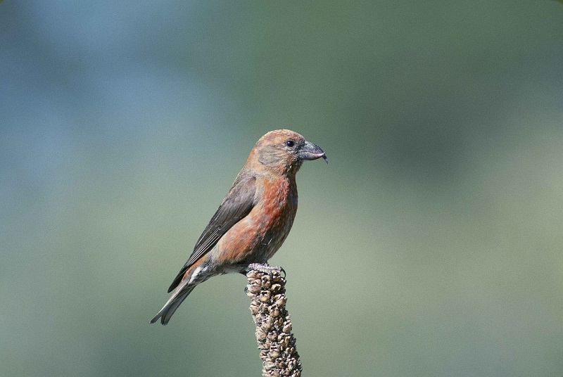 17 Finch Species Found in the United States (with Pictures) - Optics Mag