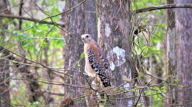 8 Species of Hawks in Michigan (With Pictures & Info) - Optics Mag