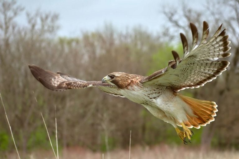 27 Fascinating & Fun Hawk Facts You Never Knew - Optics Mag
