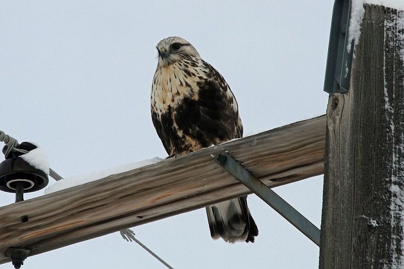 15 Species of Hawks in Arizona (with Pictures & Info) - Optics Mag