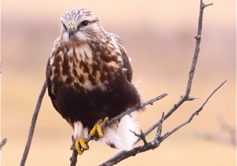 14 Species of Hawks in Texas (With Pictures & Info) - Optics Mag
